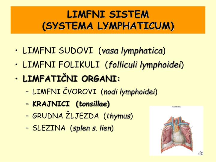 PPT - DIGESTIVNI SISTEM I PowerPoint Presentation - ID:2921211