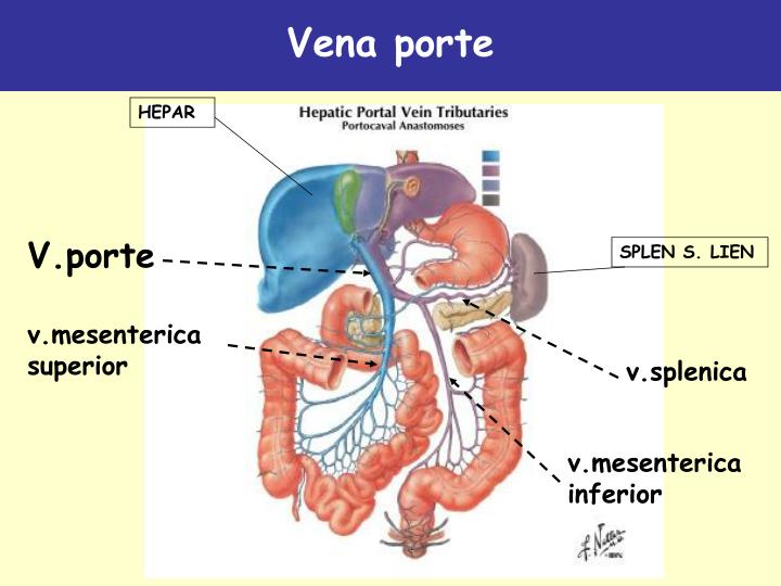 PPT - DIGESTIVNI SISTEM I PowerPoint Presentation - ID:2921211