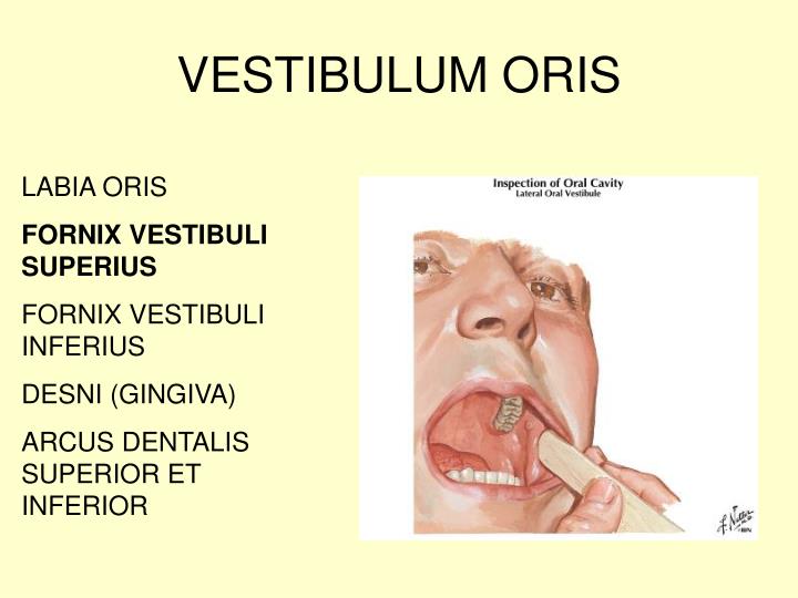 PPT - DIGESTIVNI SISTEM I PowerPoint Presentation - ID:2921211