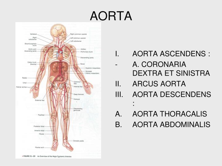 PPT - THE CIRCULATORY SYSTEM PowerPoint Presentation - ID:2921434