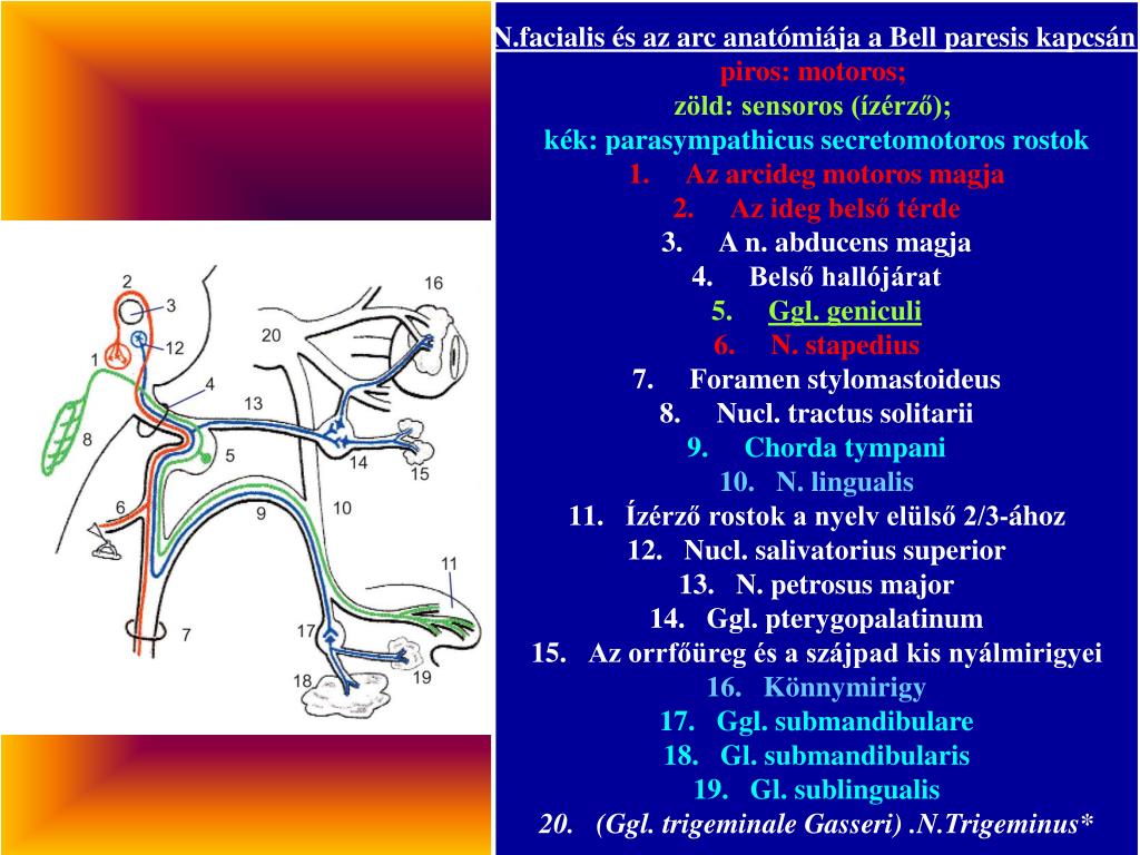 PPT - PERIFÉRIÁS FACIALIS PARESIS „BELL-féle” paresis KAZUISZTIKA ...