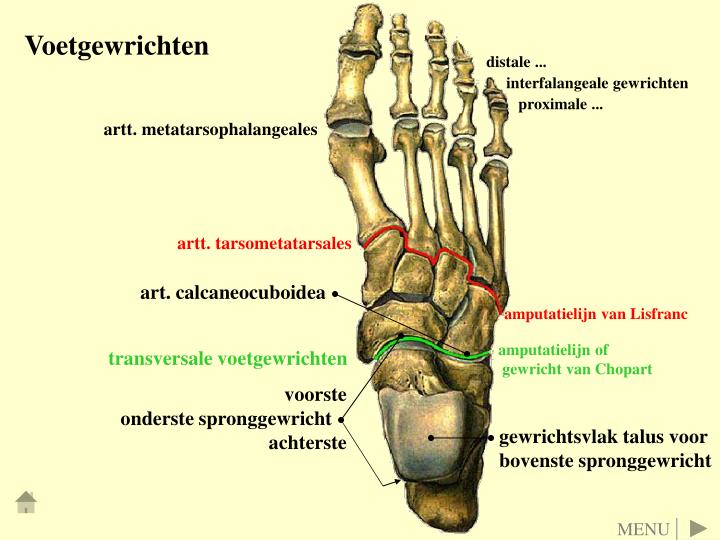 PPT - DE VOET PowerPoint Presentation - ID:2921897
