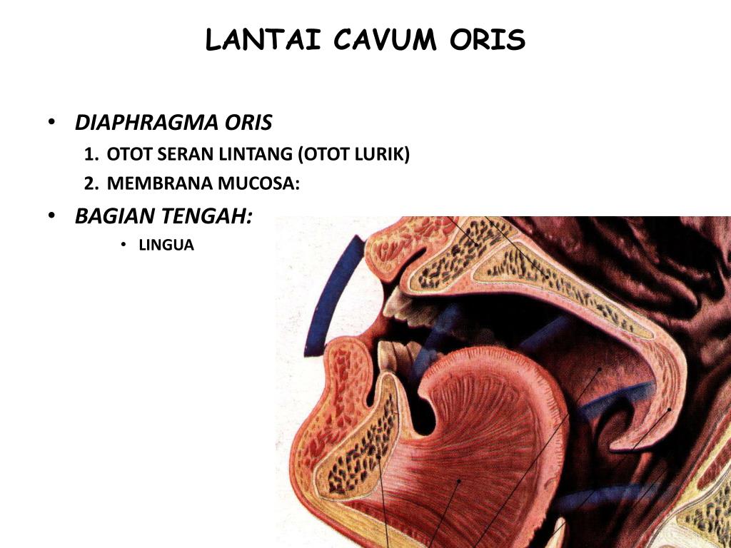 Ppt Histologi Rongga Mulut Powerpoint Presentation Free Download Id2922306