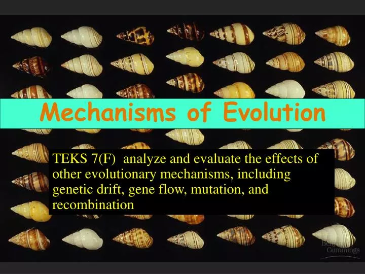 PPT - Mechanisms of Evolution PowerPoint Presentation, free download ...