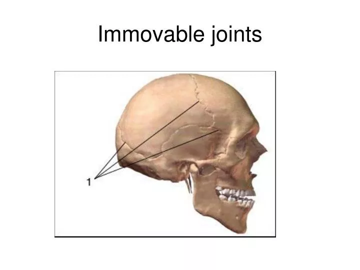 PPT - Immovable joints PowerPoint Presentation, free download - ID:2922841