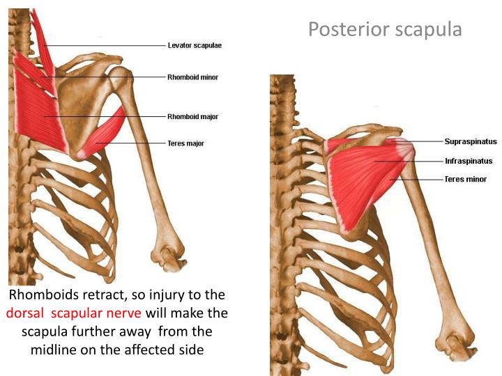 PPT - Scapular Region PowerPoint Presentation - ID:2922935