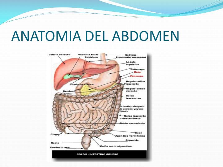 PPT - RADIOGRAFIA DE ABDOMEN PowerPoint Presentation - ID:2922965