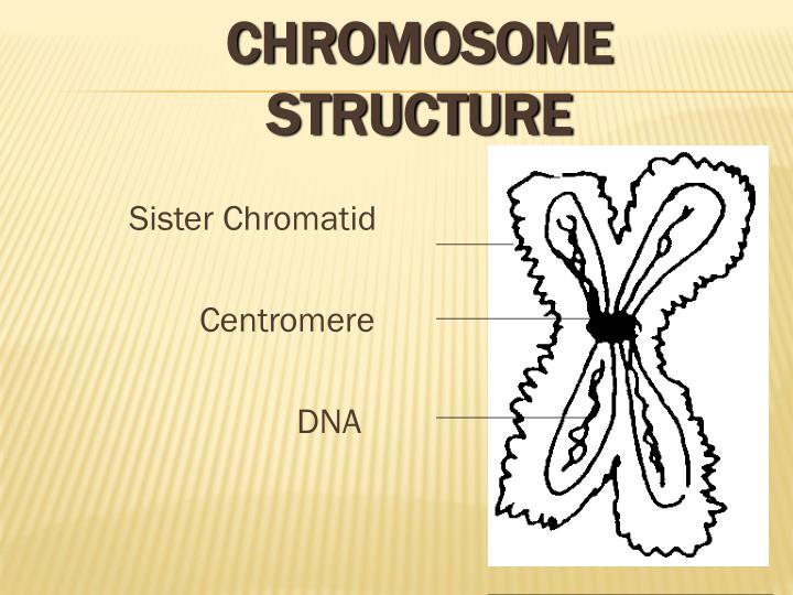 PPT - Plant Cell Structure and Cell Processes PowerPoint Presentation ...