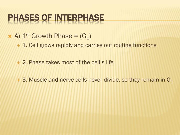 PPT - Plant Cell Structure and Cell Processes PowerPoint Presentation ...