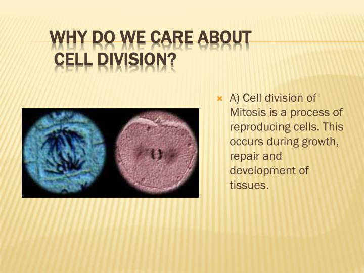 PPT - Plant Cell Structure and Cell Processes PowerPoint Presentation ...