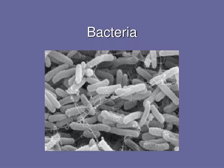 PPT - Bacteria PowerPoint Presentation, free download - ID:2923805
