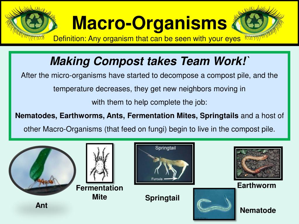 PPT - Kidz N’ Roses: Super Soil for Super Roses PowerPoint Presentation ...