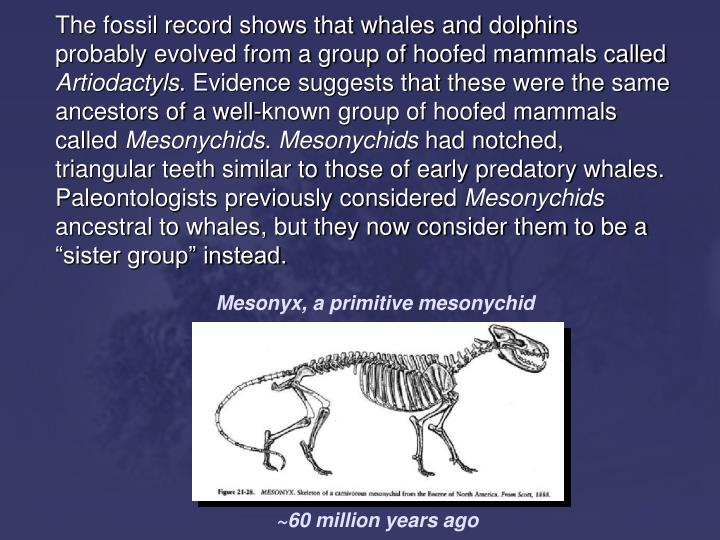 PPT - Fossil Evidence of Evolution PowerPoint Presentation - ID:2925305