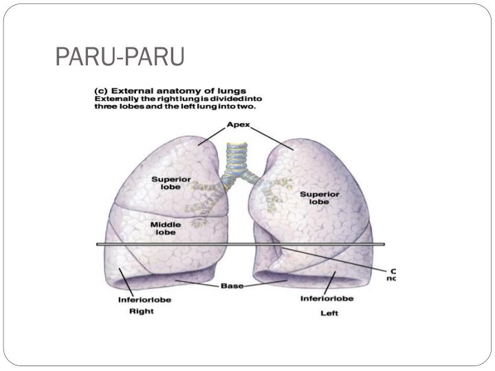 PPT - ANATOMI FISIOLOGI SISTEM PERNAFASAN PowerPoint Presentation - ID ...