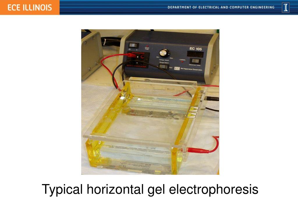 PPT - Team 20 : A dvanced Gel Electrophoresis PowerPoint Presentation ...