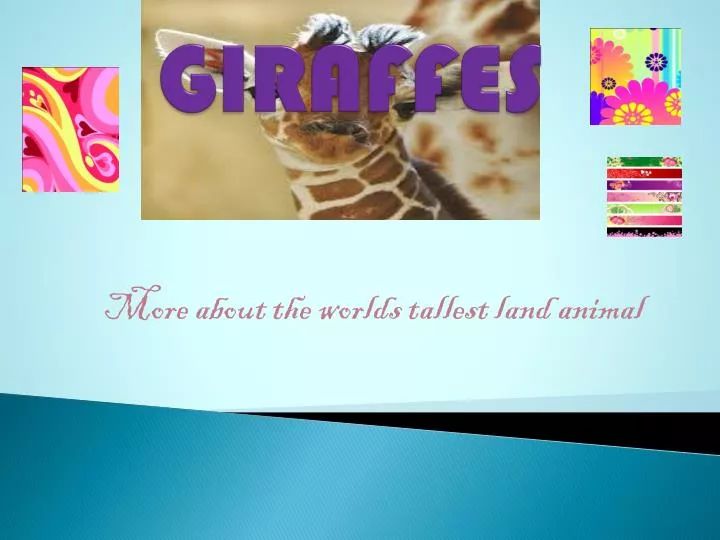 PPT - GIRAFFES PowerPoint Presentation, free download - ID:2926419