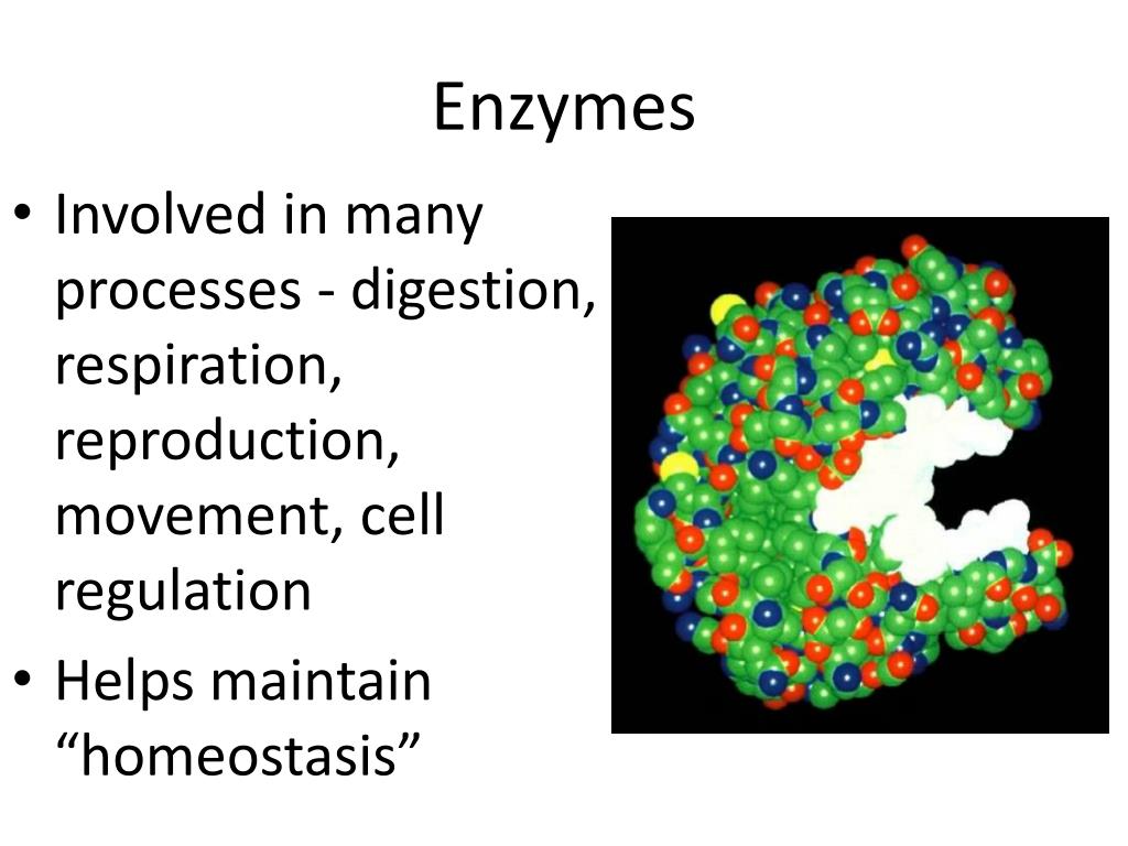 PPT - Enzymes and Chemical Reactions Biology CP PowerPoint Presentation ...