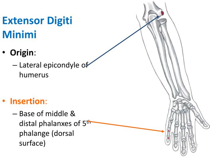 PPT - Muscles of the forearm PowerPoint Presentation - ID:2927215