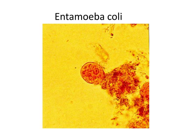 PPT - Faculty of Medicine and Health Sciences Parasitology Lab Second ...