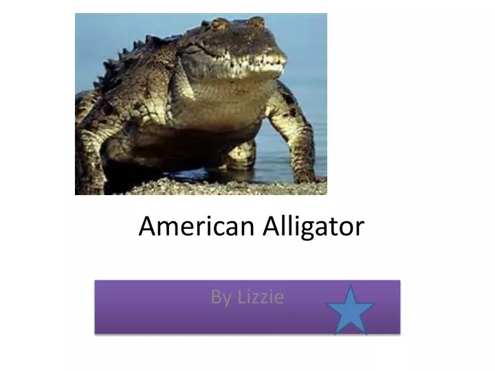 PPT - American Alligator PowerPoint Presentation, free download - ID ...