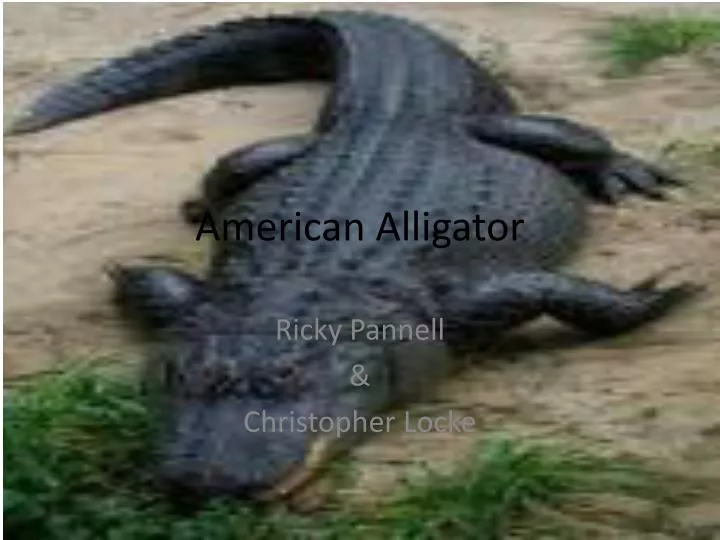 PPT - American Alligator PowerPoint Presentation, free download - ID:2927745