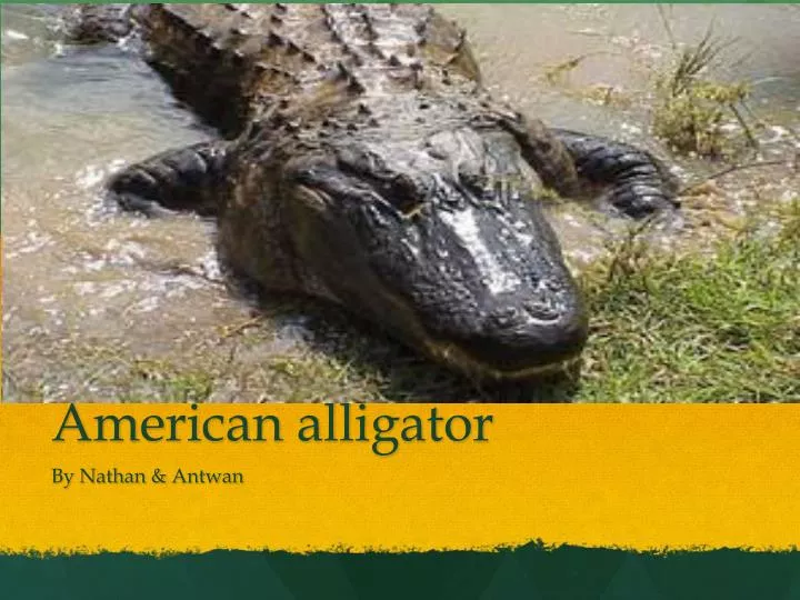 PPT - American alligator PowerPoint Presentation, free download - ID:2927773