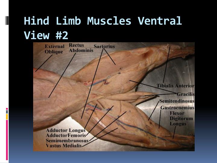 PPT - Cat Dissection PowerPoint Presentation - ID:2928073