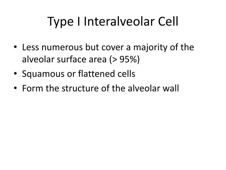 PPT - Terminal Bronchioles PowerPoint Presentation - ID:2928246