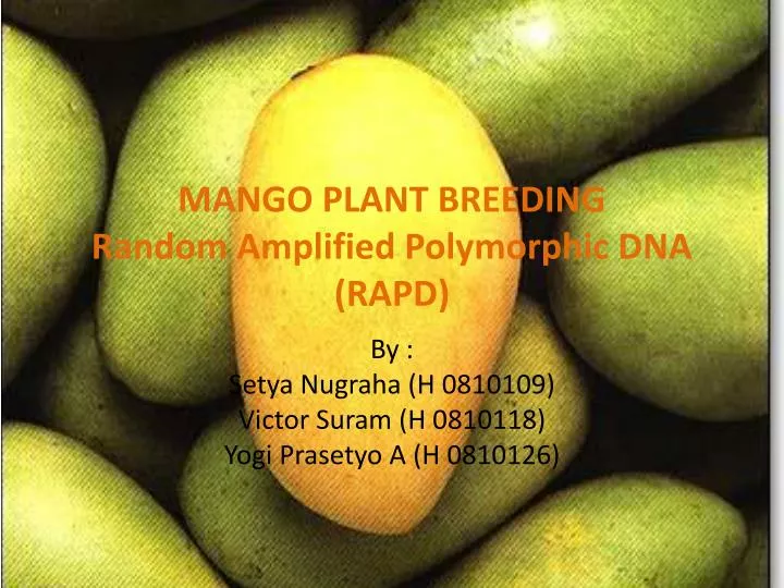 PPT - MANGO PLANT BREEDING Random Amplified Polymorphic DNA (RAPD ...