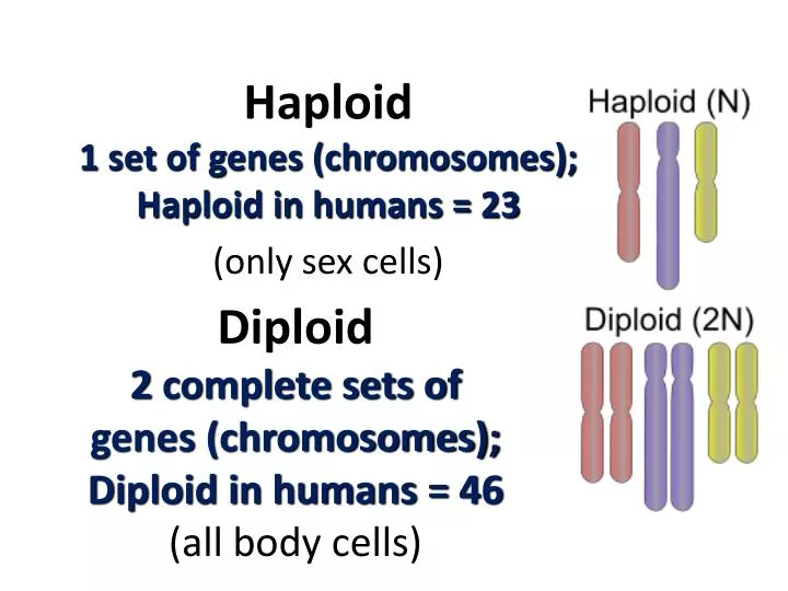 Ppt Diploid 2 Complete Sets Of Genes Chromosomes Diploid In Humans 46 All Body Cells