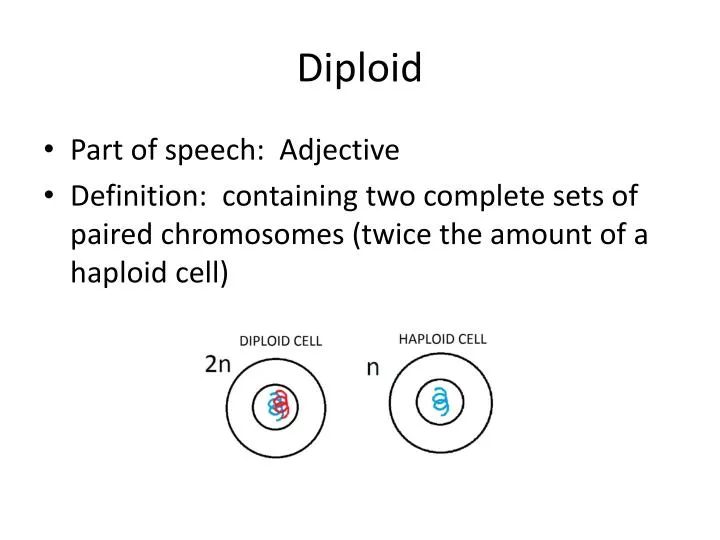Ppt Diploid Powerpoint Presentation Free Download Id2929112