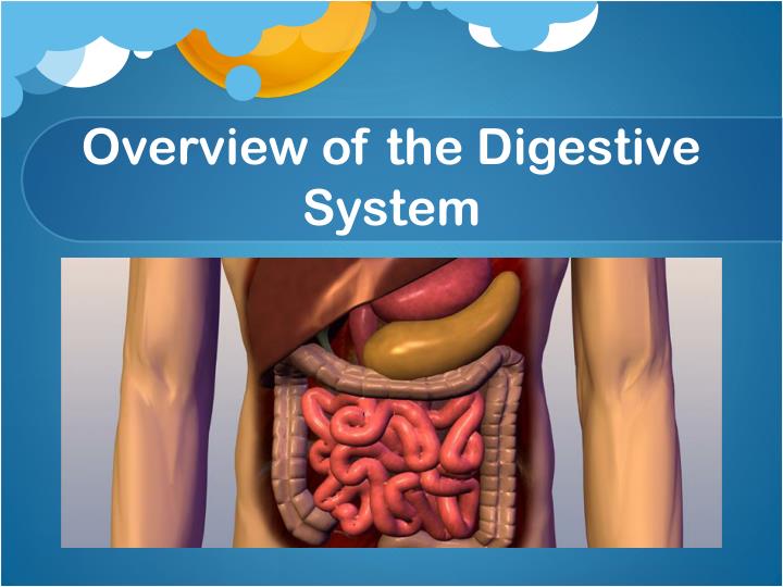 PPT - Teaching the Concept of Digestion PowerPoint Presentation - ID ...