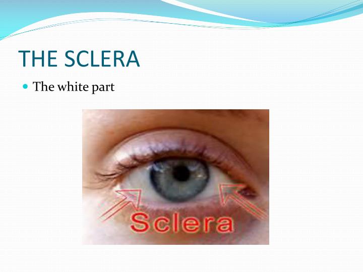 PPT - The Human Eye PowerPoint Presentation - ID:2929463