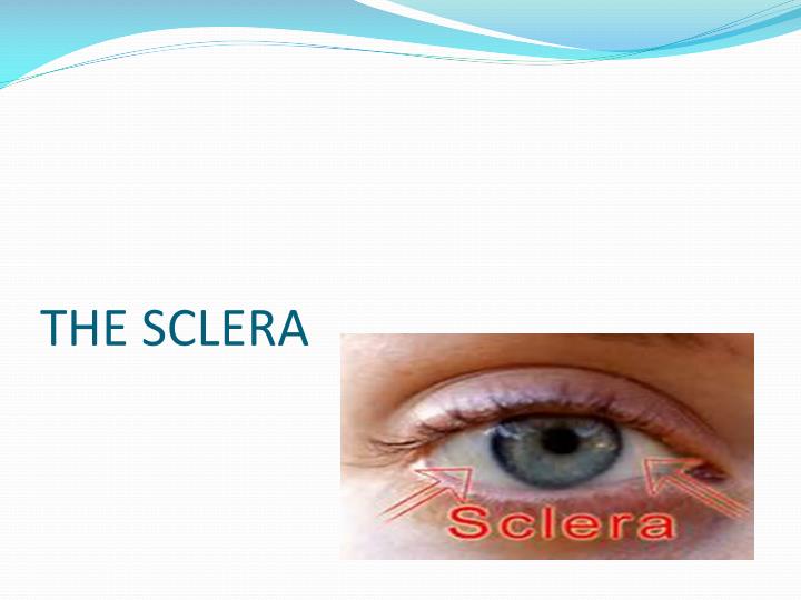 PPT - The Human Eye PowerPoint Presentation - ID:2929463
