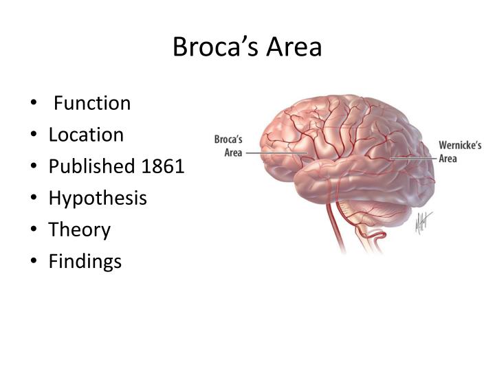 PPT - BROCA’S APHASIA PowerPoint Presentation - ID:2929468