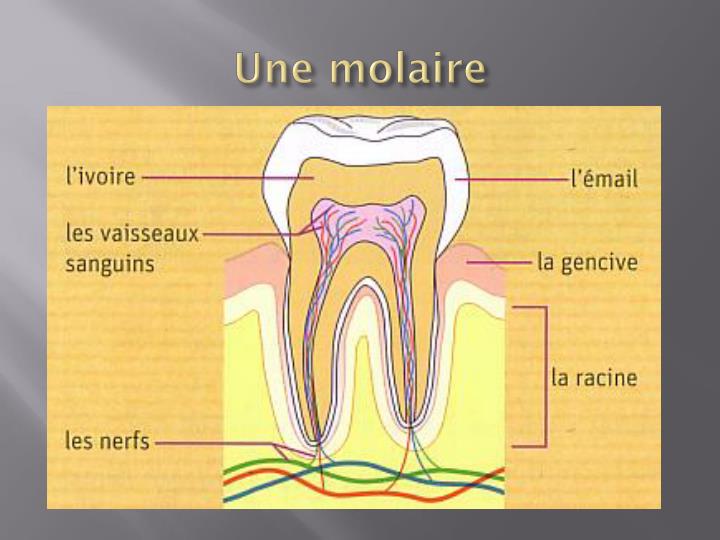 PPT - Les dents PowerPoint Presentation - ID:2930104