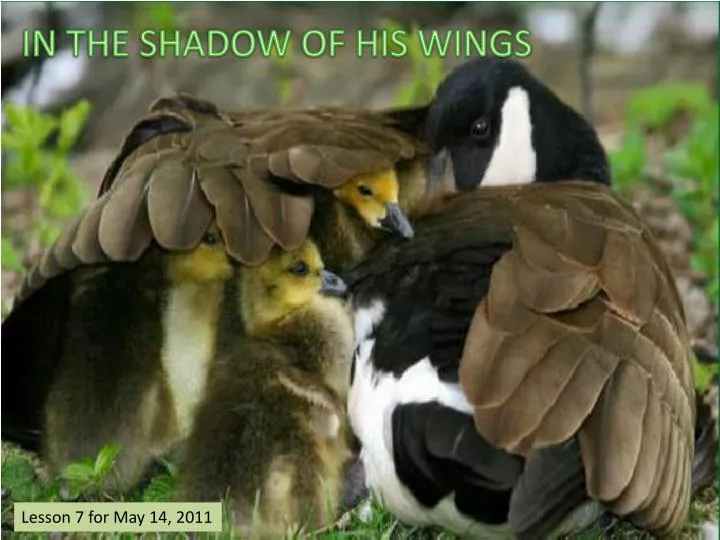 PPT - IN THE SHADOW OF HIS WINGS PowerPoint Presentation, free download ...