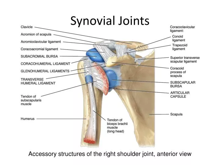 Ppt Synovial Joints Powerpoint Presentation Free Download Id2930660