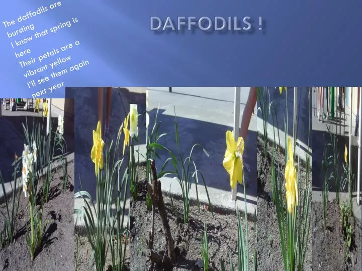 PPT - daffodils ! PowerPoint Presentation, free download - ID:2930790