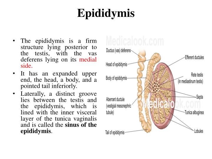 PPT - Inguinal Canal PowerPoint Presentation - ID:2931177