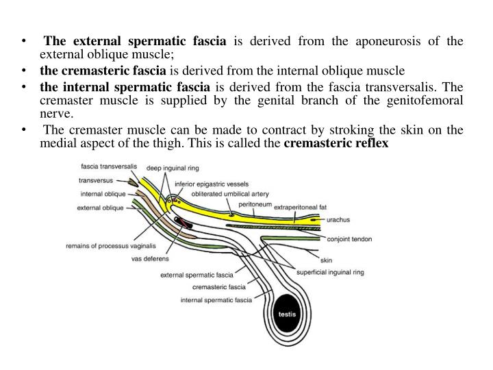 PPT - Inguinal Canal PowerPoint Presentation - ID:2931177