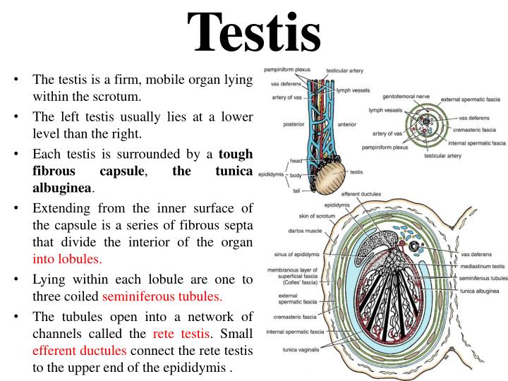 PPT - Inguinal Canal PowerPoint Presentation - ID:2931177