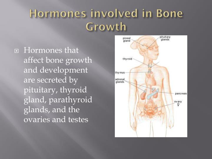 PPT - Bone Growth PowerPoint Presentation - ID:2932447