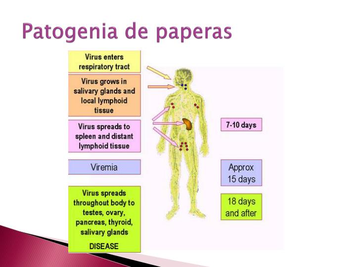 PPT - Enfermedades virales exantemáticas PowerPoint Presentation - ID ...