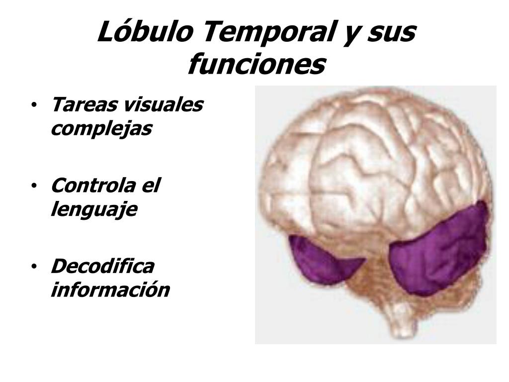 PPT - El Sistema Nervioso , el Cerebro y sus procesos PowerPoint ...