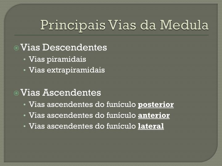 PPT - Anatomia do Sistema Nervoso Central PowerPoint Presentation - ID ...