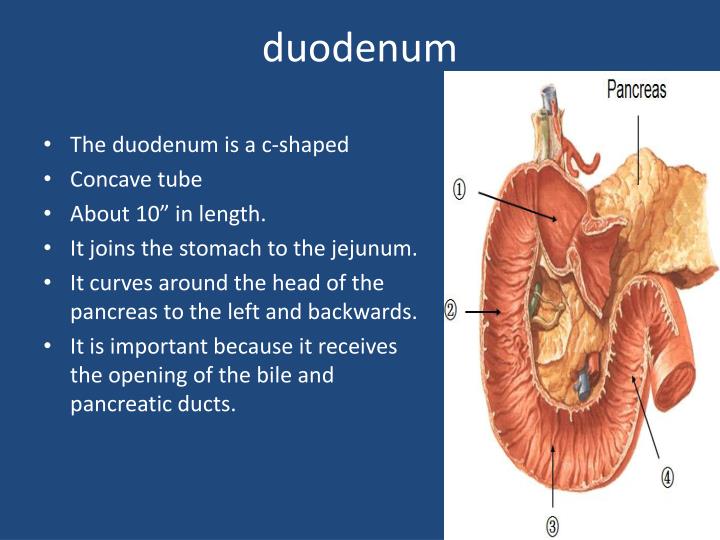 PPT - The small intestine PowerPoint Presentation - ID:2935213