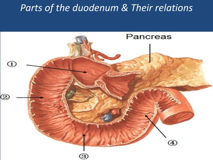 PPT - The small intestine PowerPoint Presentation - ID:2935213