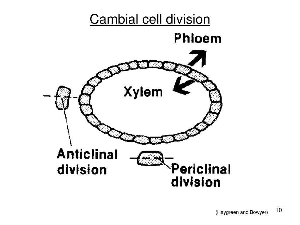 PPT - WOOD 280 Wood Anatomy and Identification Dr. Simon Ellis ...