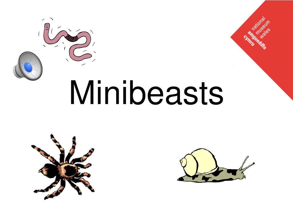 PPT - Minibeasts PowerPoint Presentation, free download - ID:2935598